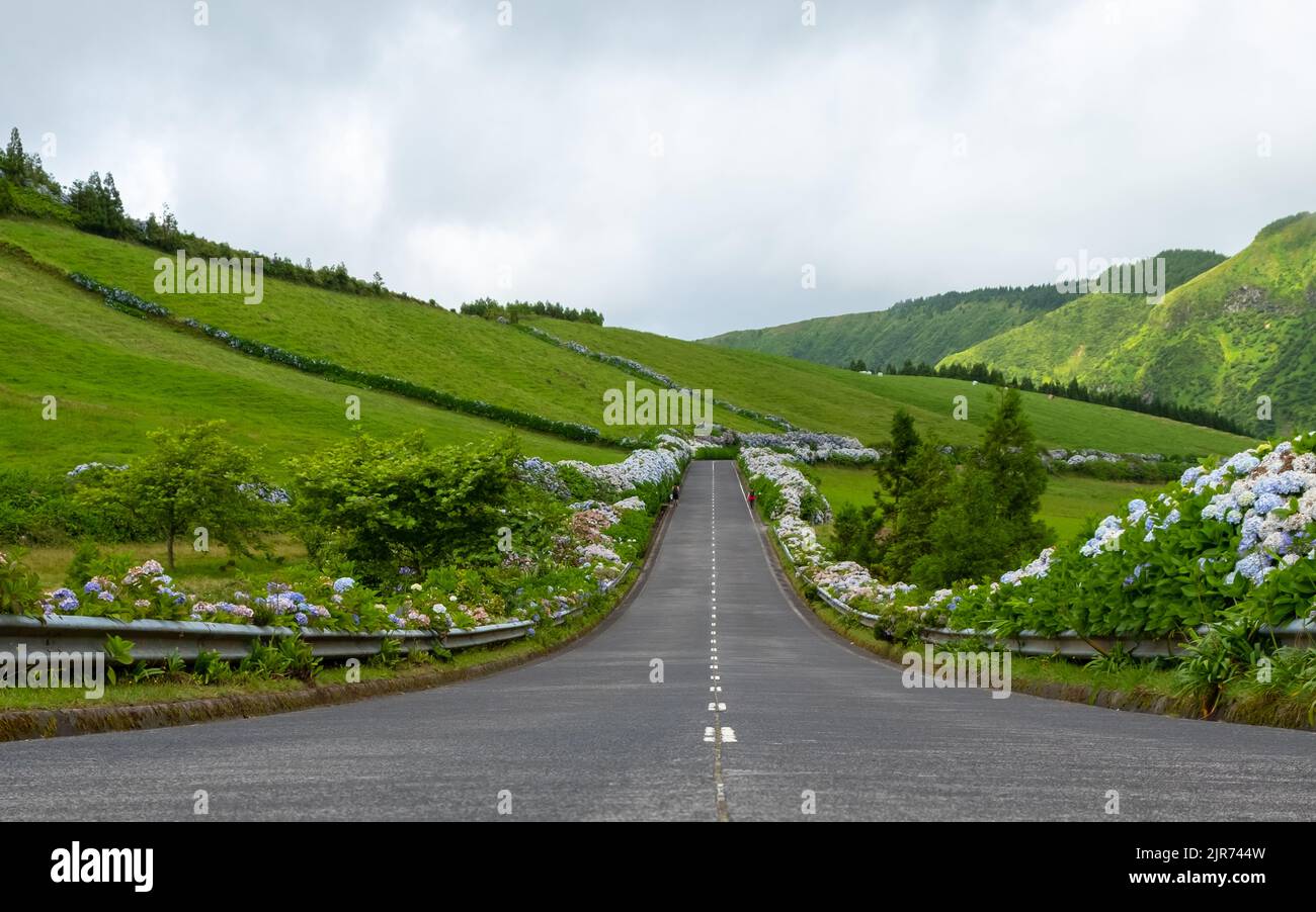 Road with beautiful green landscape with hydrangeas flowers in Sete ...