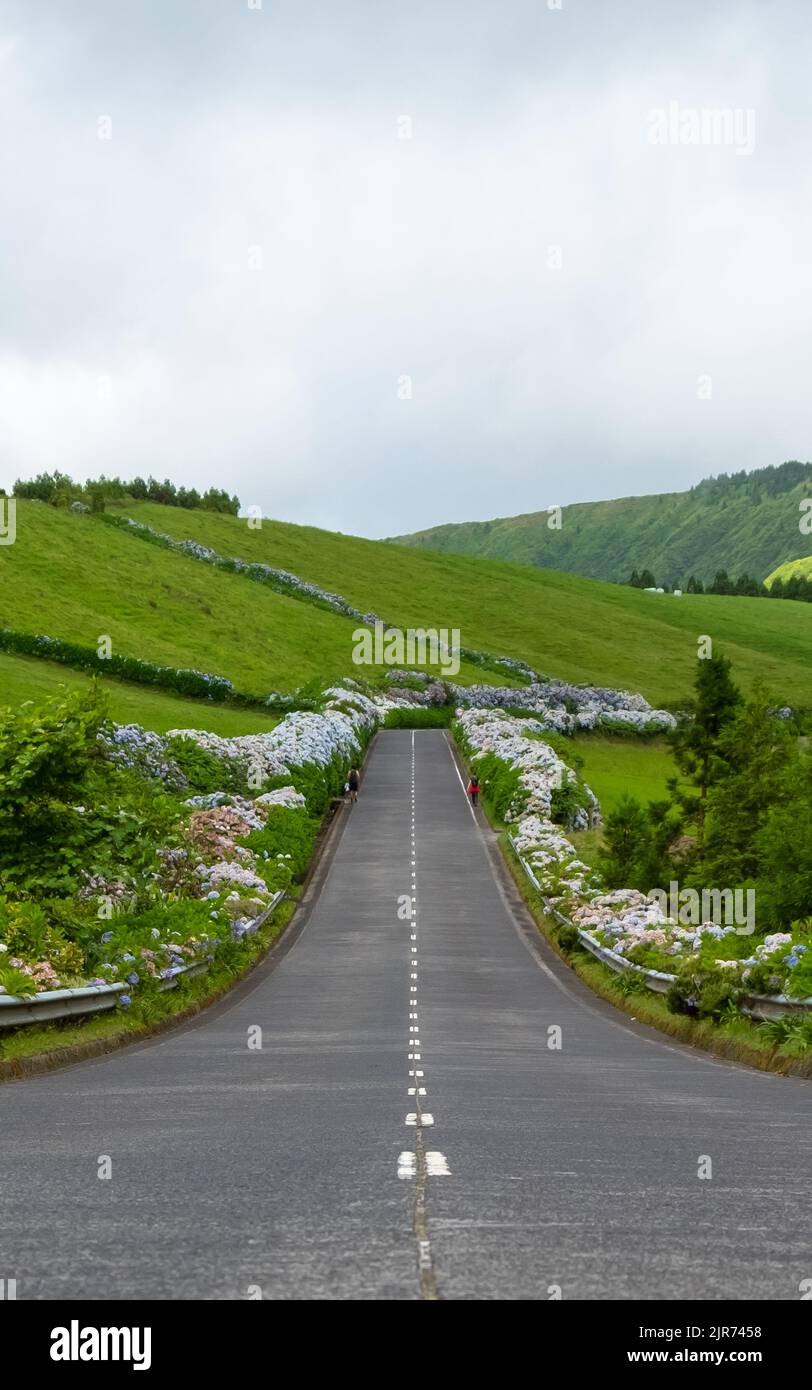 Road with beautiful green landscape with hydrangeas flowers in Sete ...