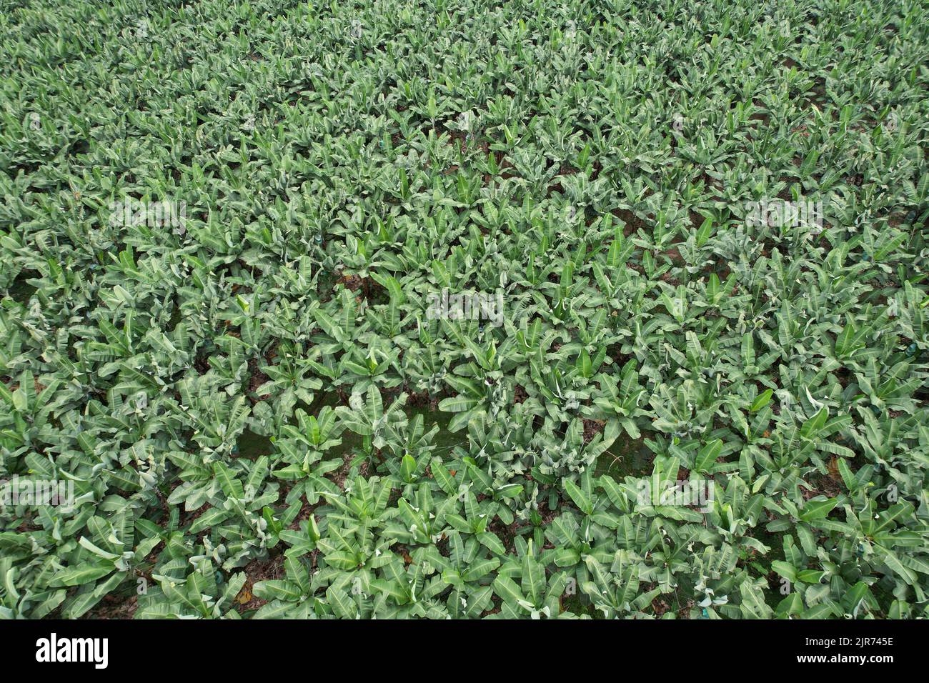 The hammering wooden stake garden Stock Photo - Alamy
