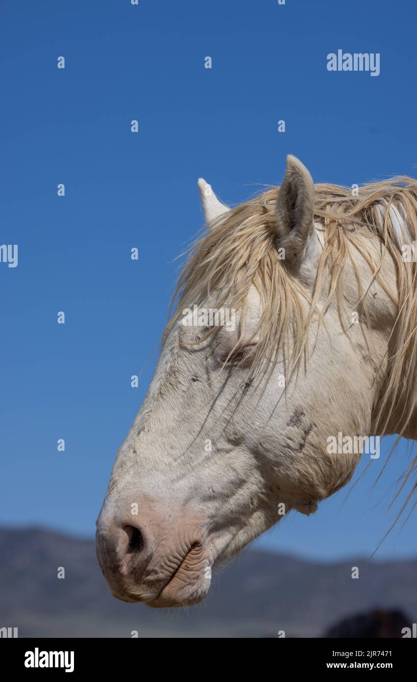 Beautiful Wild Horse in the Utah Desert in Spring Stock Photo - Alamy