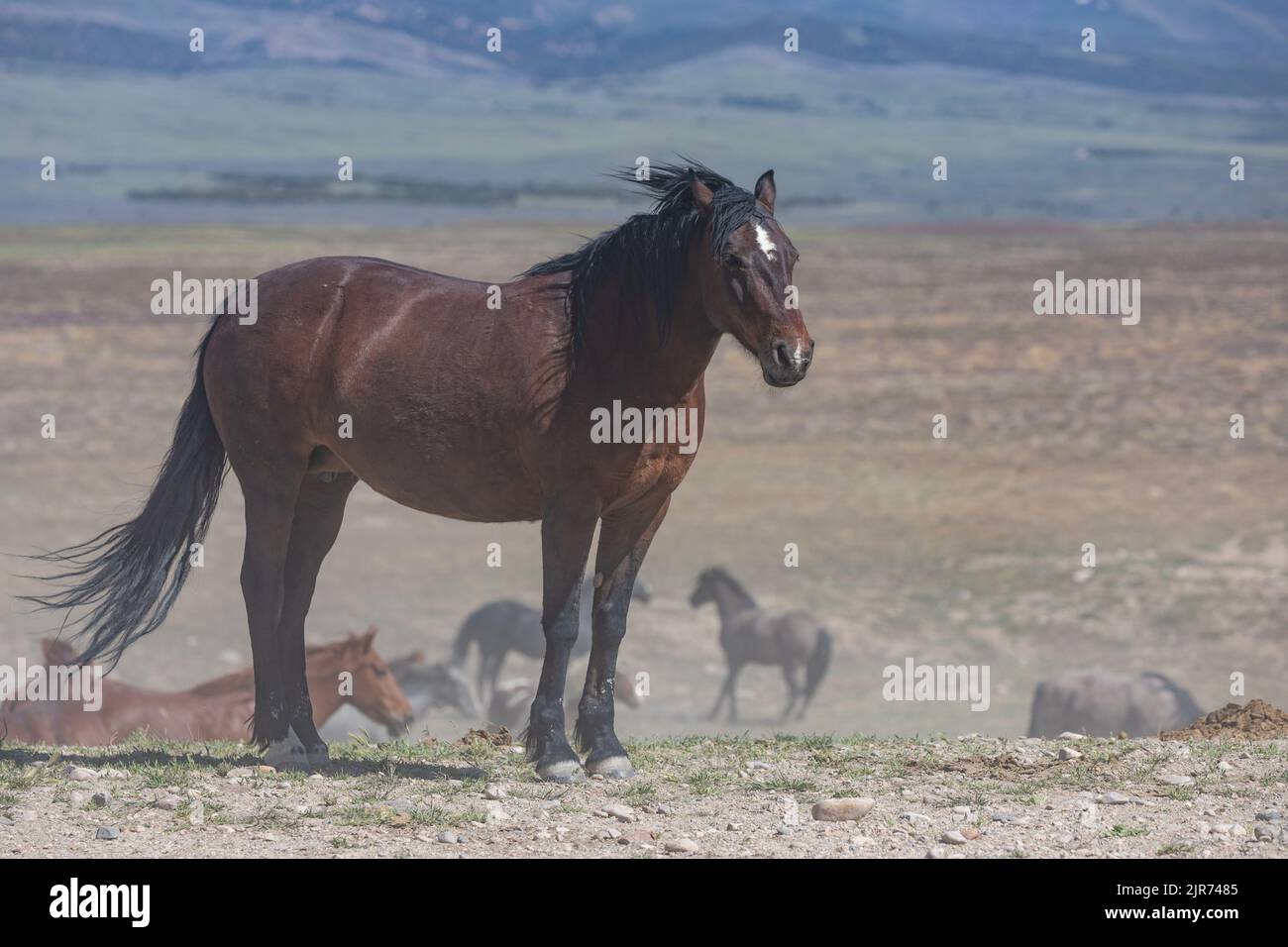 Beautiful Wild Horse in the Utah Desert in Spring Stock Photo - Alamy