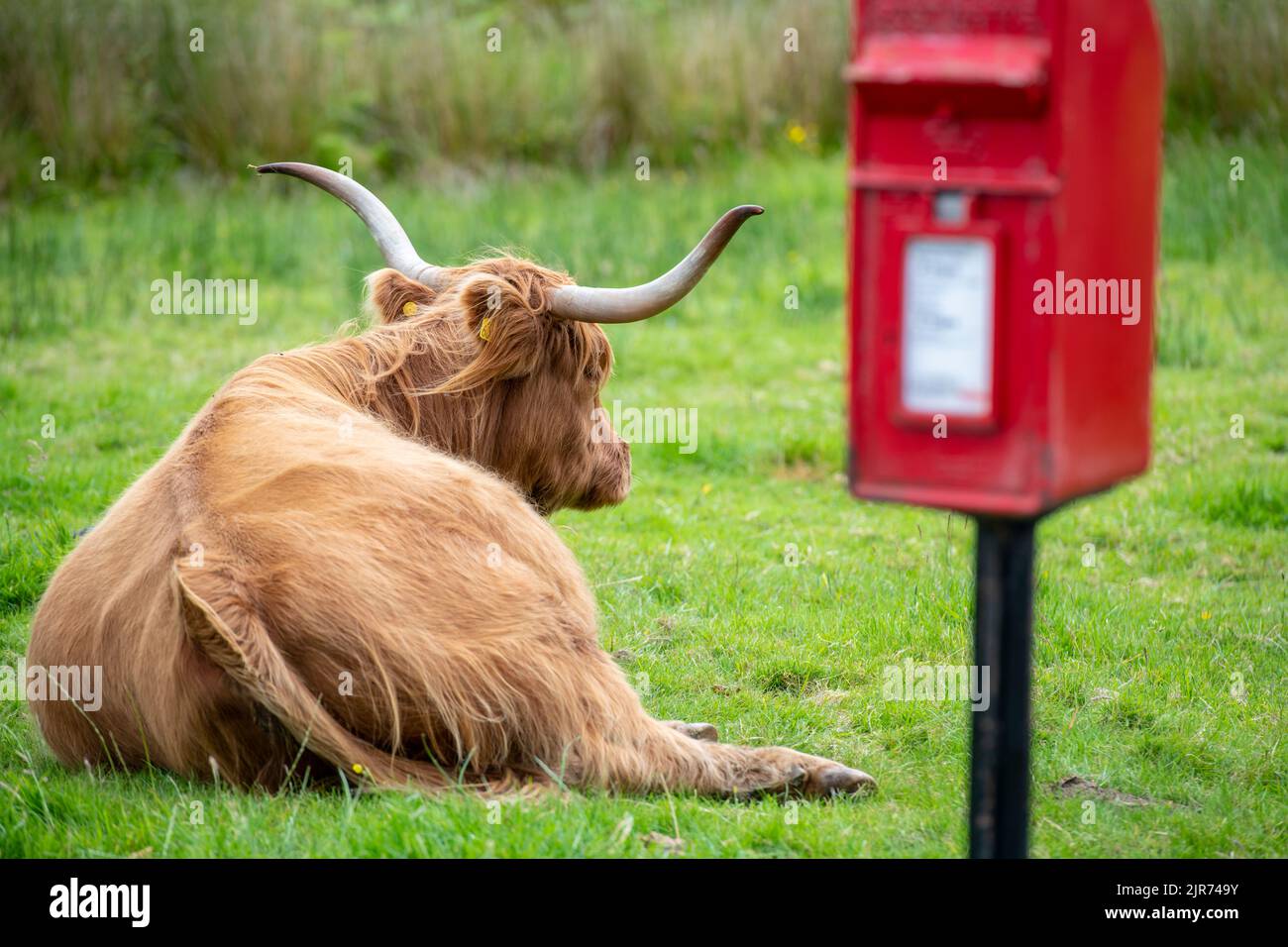 Highland cow by a postbox in the village of Duirinish, Ross-shire, in ...