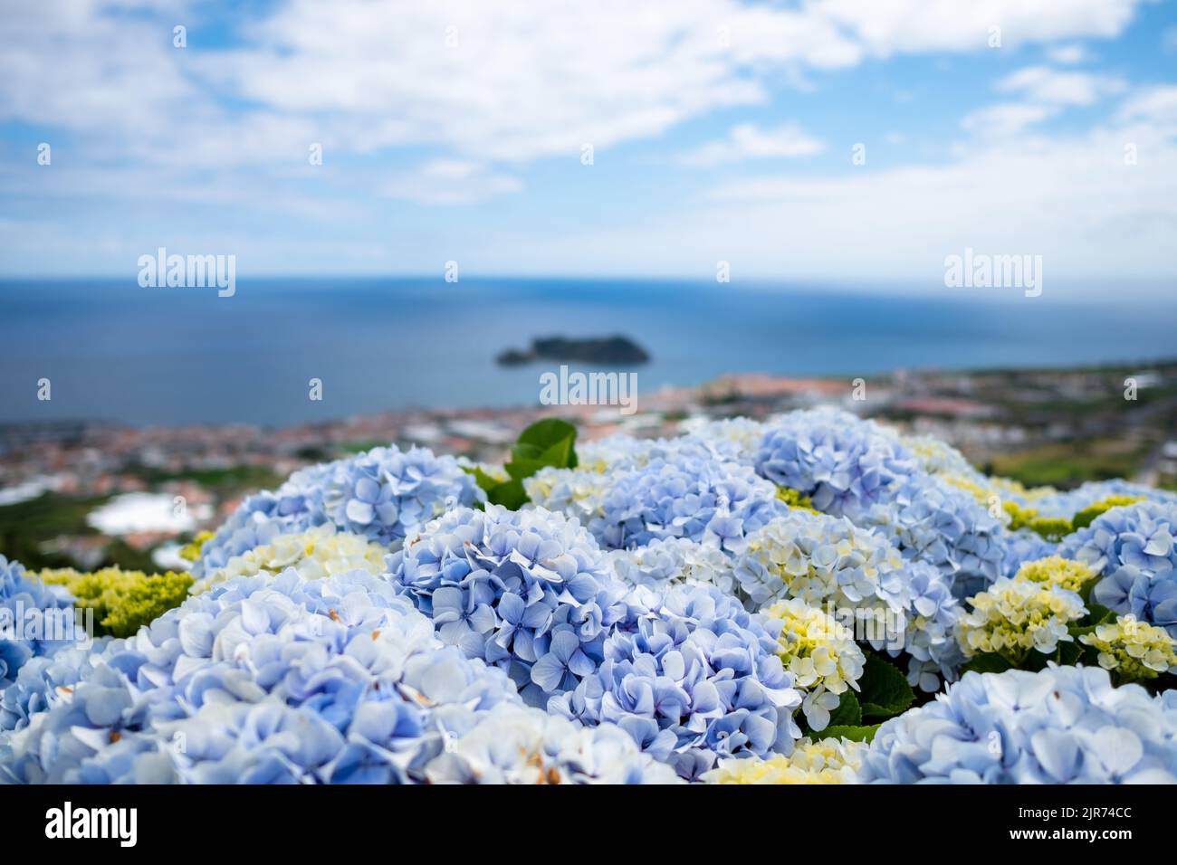 Blue hydrangeas flowers, the typical flowers in the Azores, with the ...