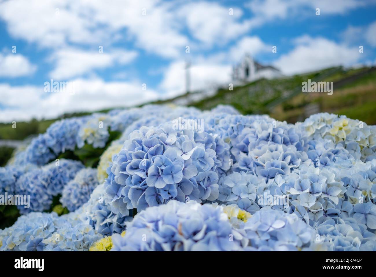 Blue hydrangeas flowers, the typical flowers in the Azores. Vila Franca ...