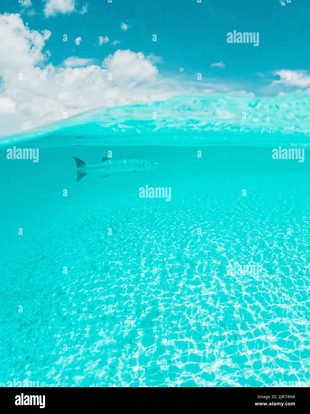 Barracuda in clear water with sky showing underwater Stock Photo - Alamy