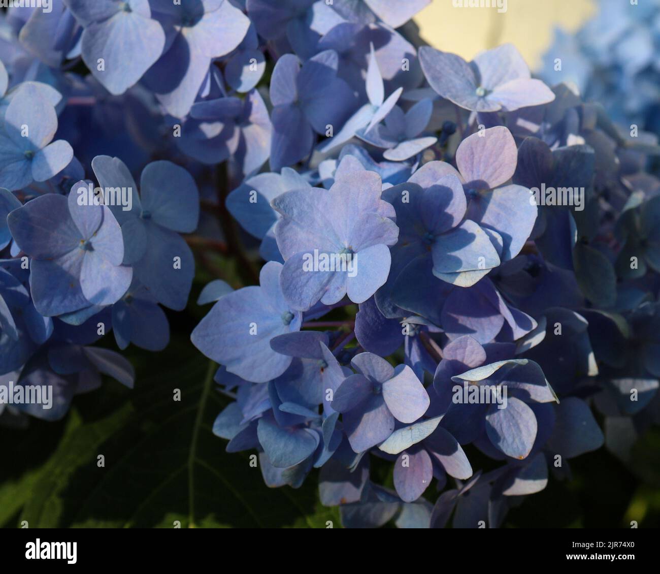 A closeup of big leaf hydrangea (Hydrangea macrophylla Stock Photo - Alamy
