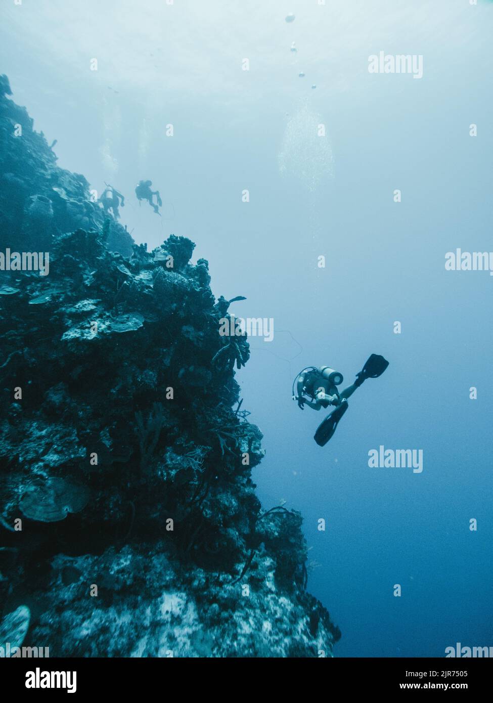 Scuba divers by reef wall in the Bahamas Stock Photo - Alamy