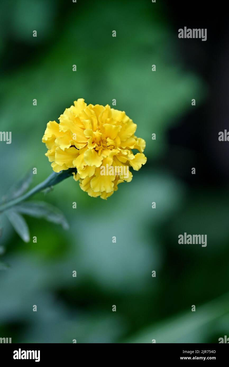 Big yellow marigold flower hi-res stock photography and images - Alamy