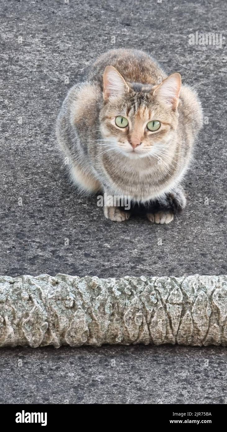 A vertical shot of a cat standing on the ground outside and looking up ...
