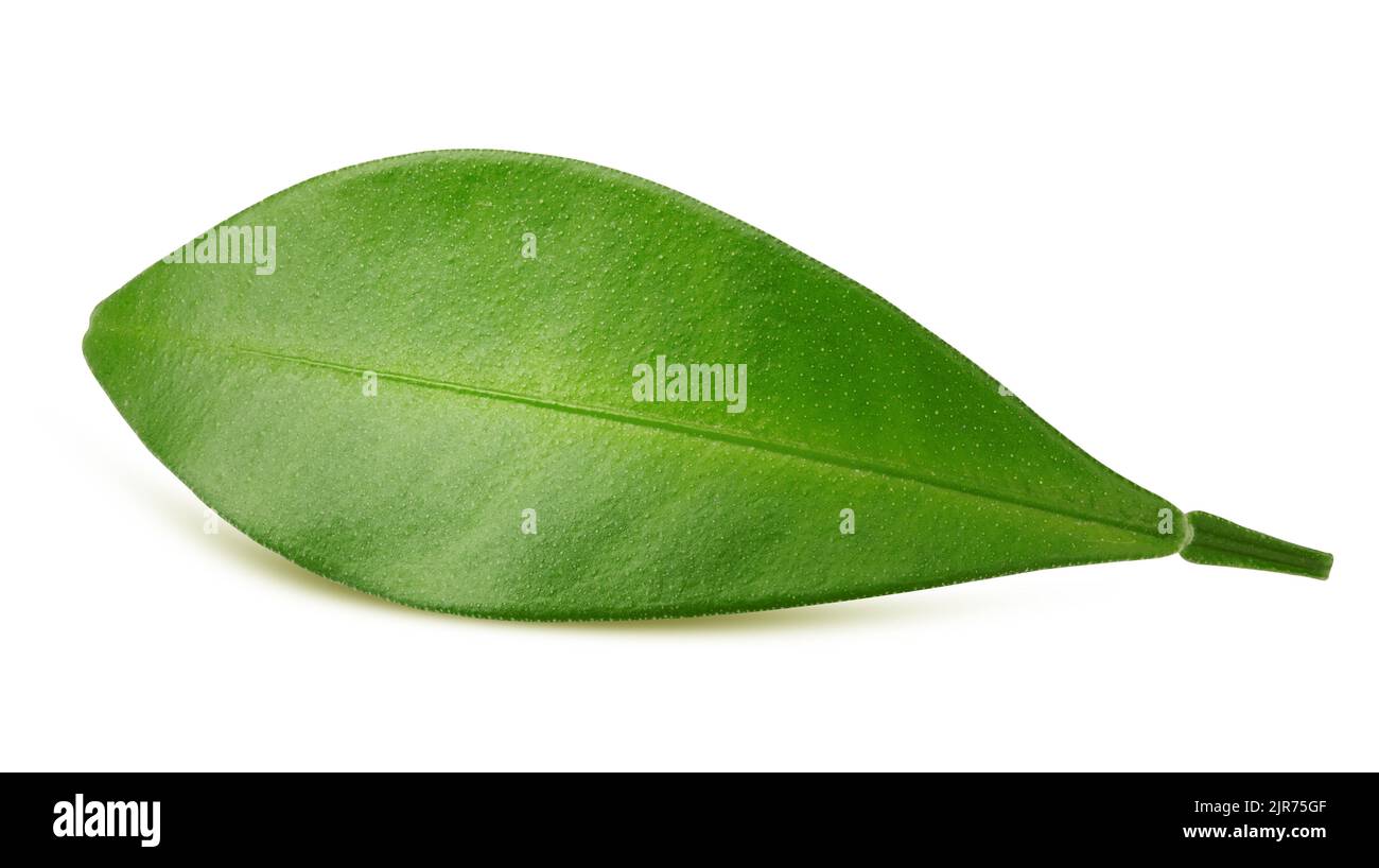 Citrus leaf, lemon, grapefruit, orange, lime, kumquat, isolated on ...