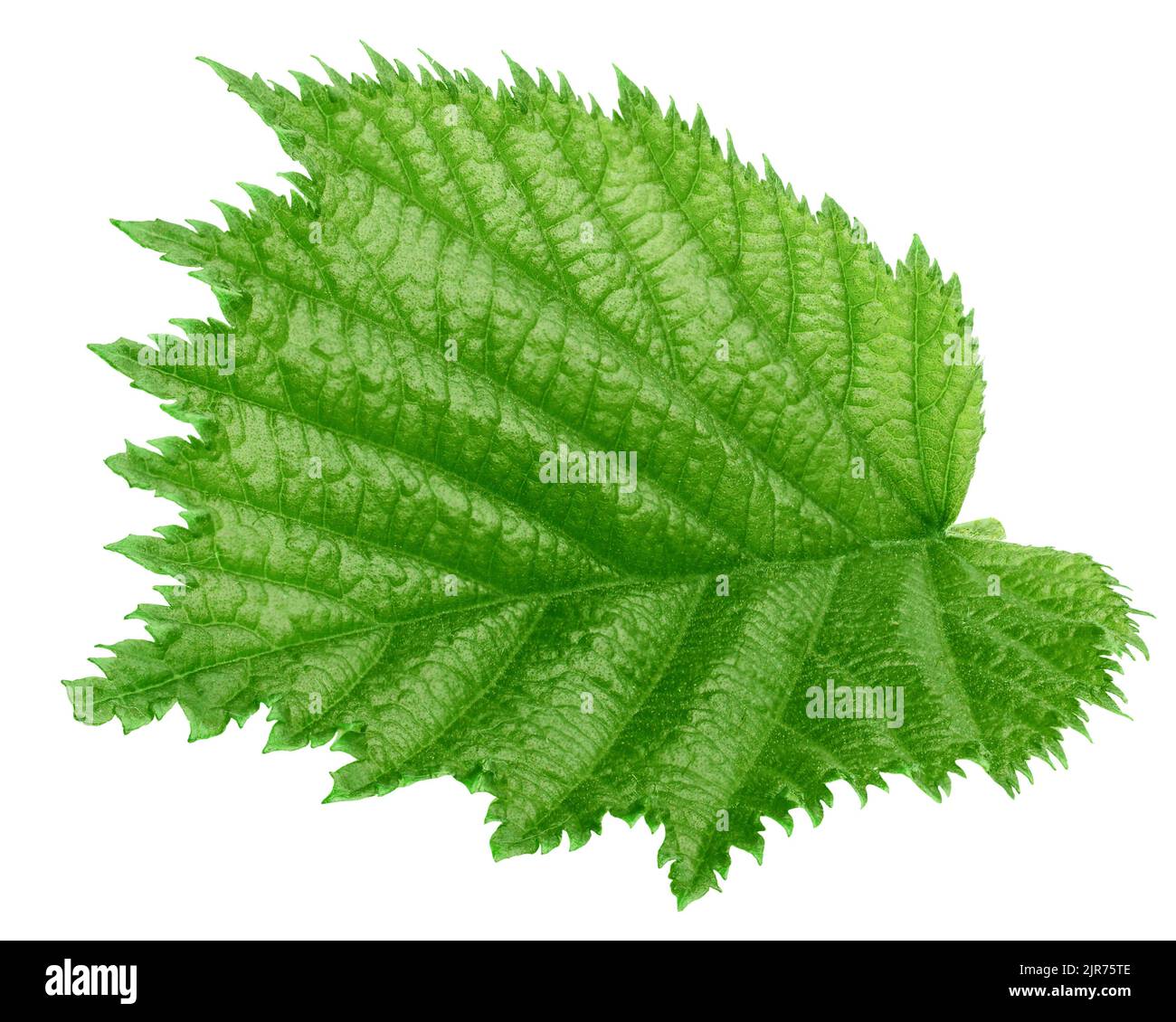 hazelnut leaf, isolated on white background, clipping path, full depth ...