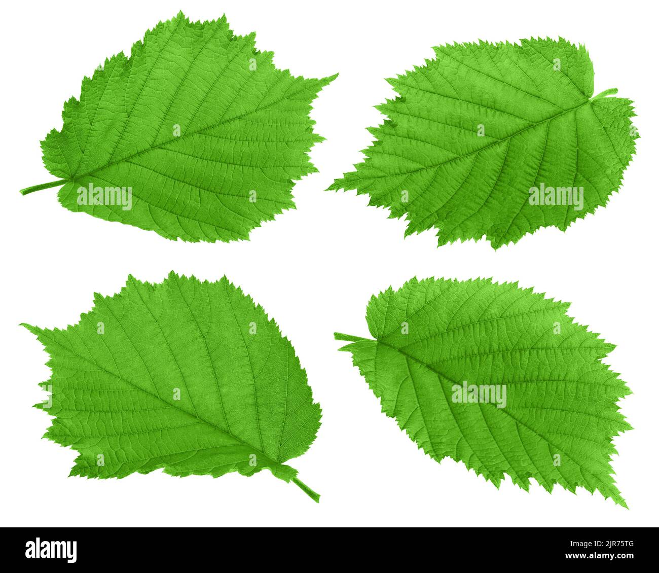 hazelnut leaf, isolated on white background, clipping path, full depth ...