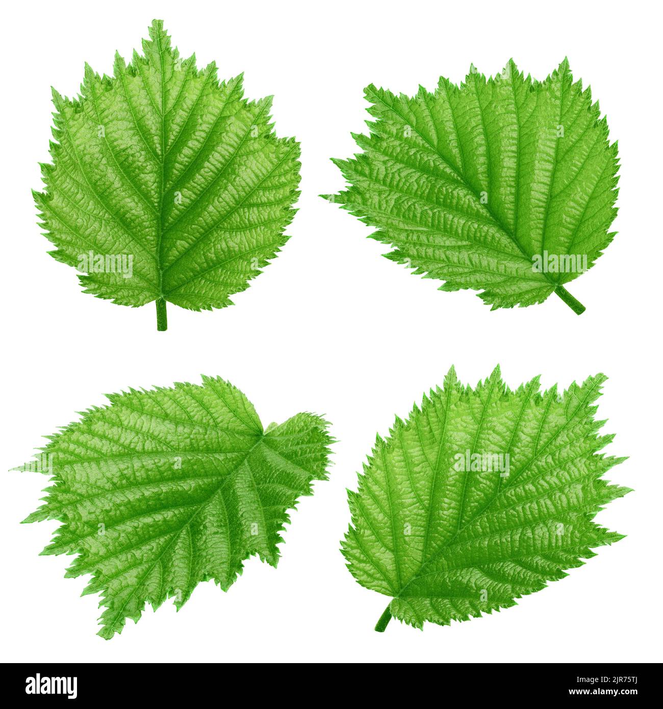 hazelnut leaf, isolated on white background, clipping path, full depth ...