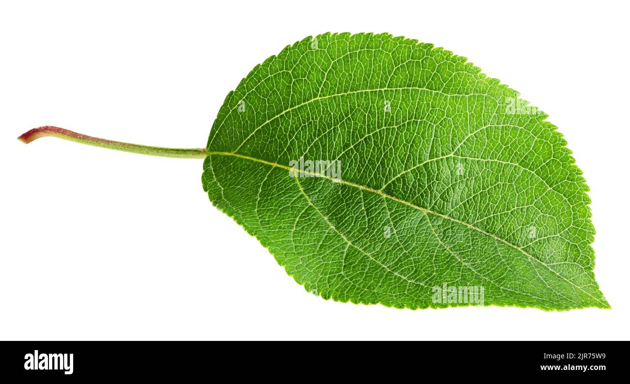 apple leaf, isolated on white background, clipping path, full depth of ...