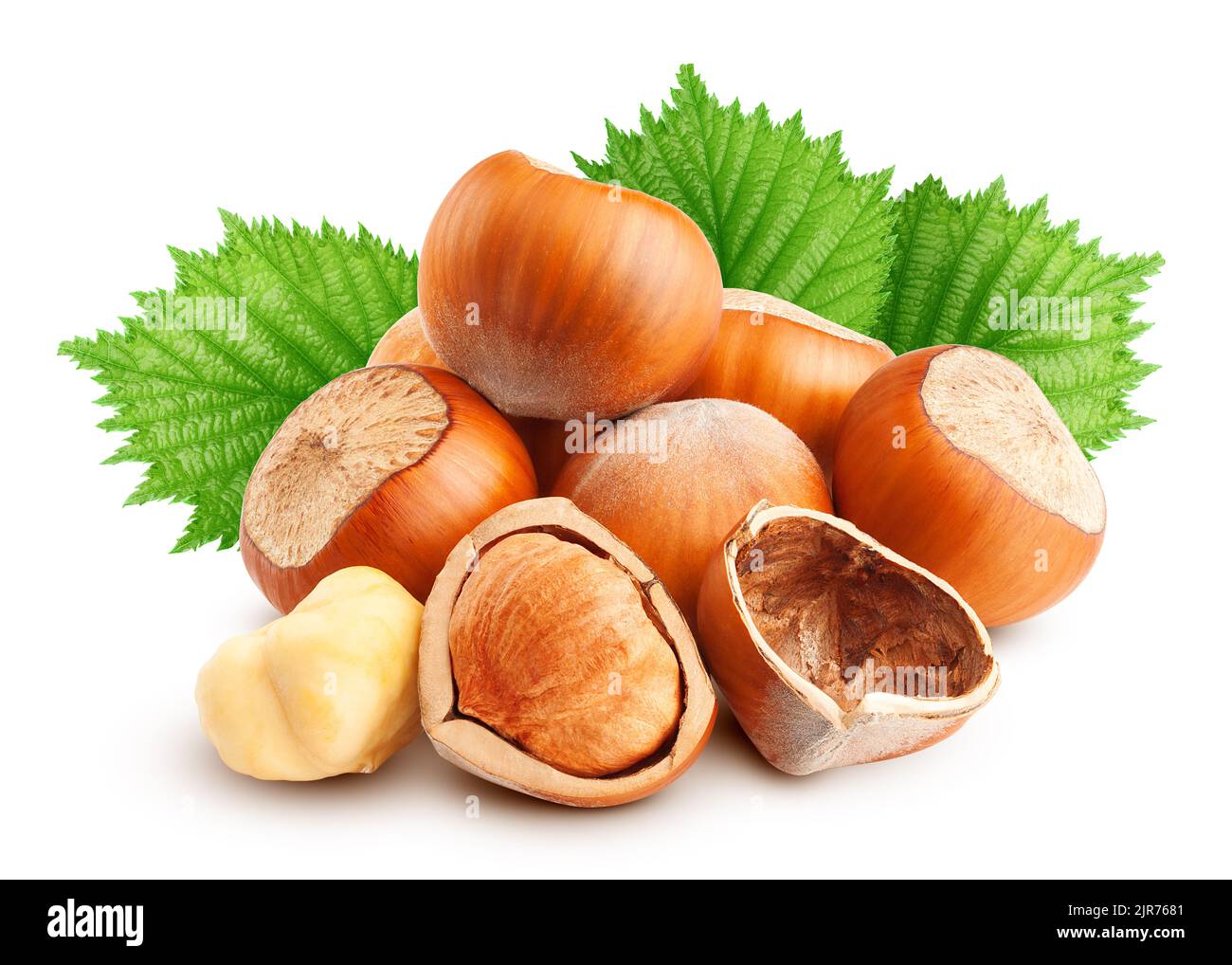 hazelnut leaf, isolated on white background, clipping path, full depth ...