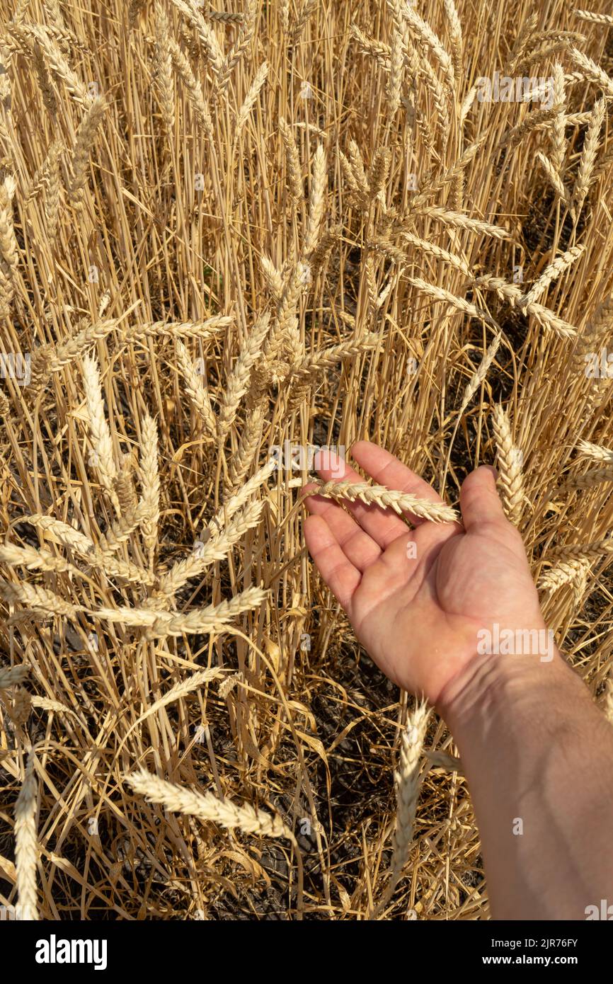Closeup of farmer's hand over wheat ears growing in summer. Sunset over ...