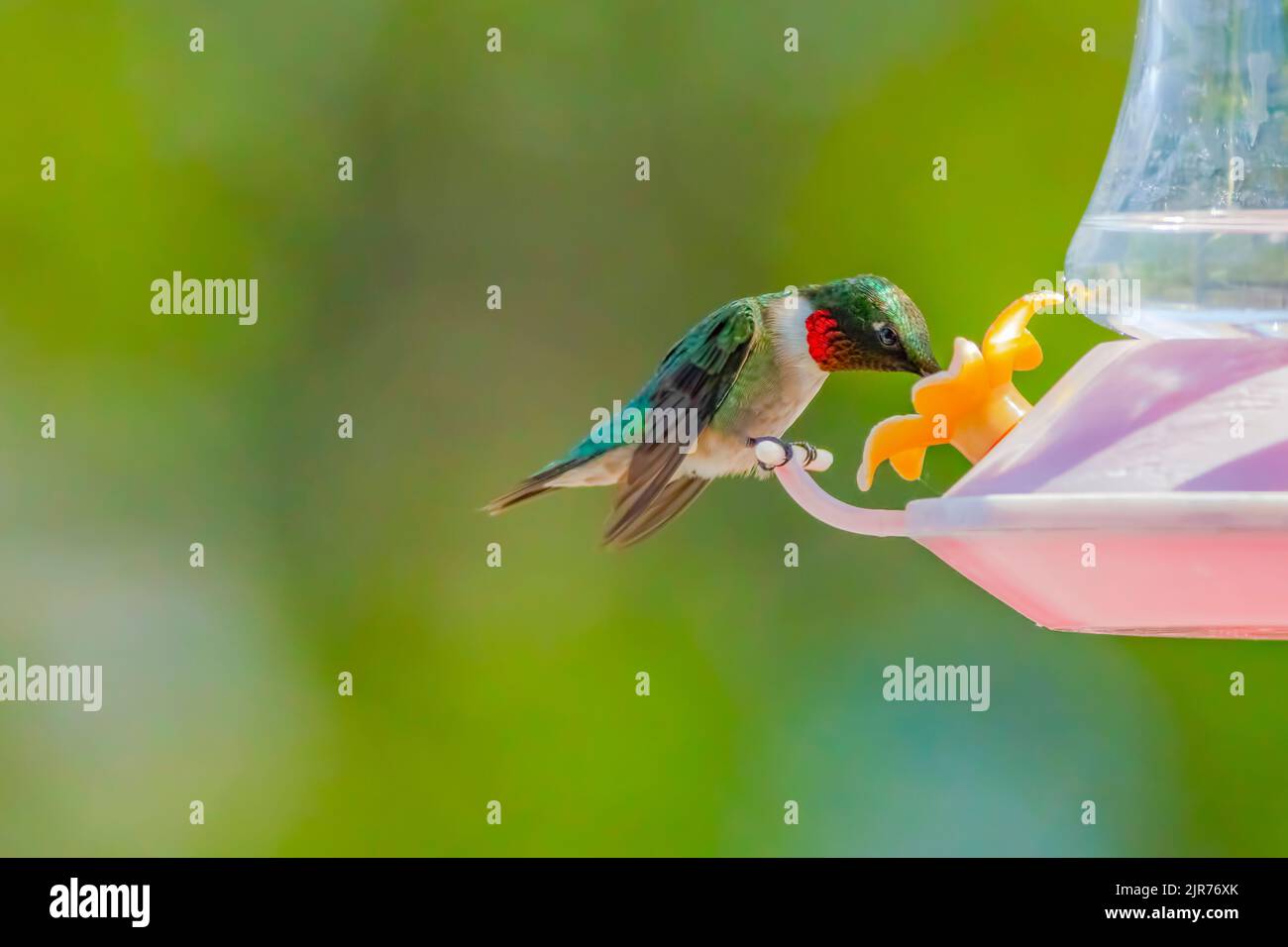 The superfast motion of a ruby-throated hummingbird at a feeder is ...