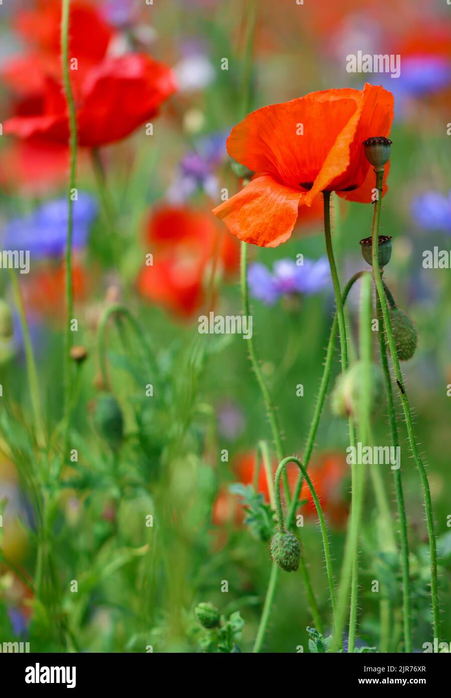Red poppy wildflowers "Papaver rhoeas", selective focus, blurred ...