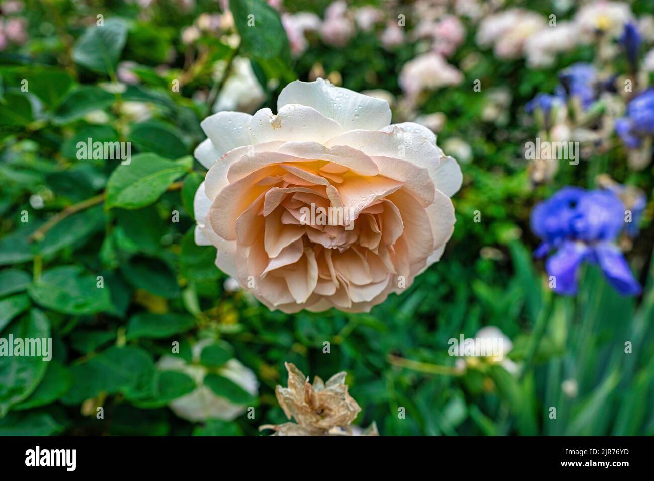Rosa crocus rose hi-res stock photography and images - Alamy