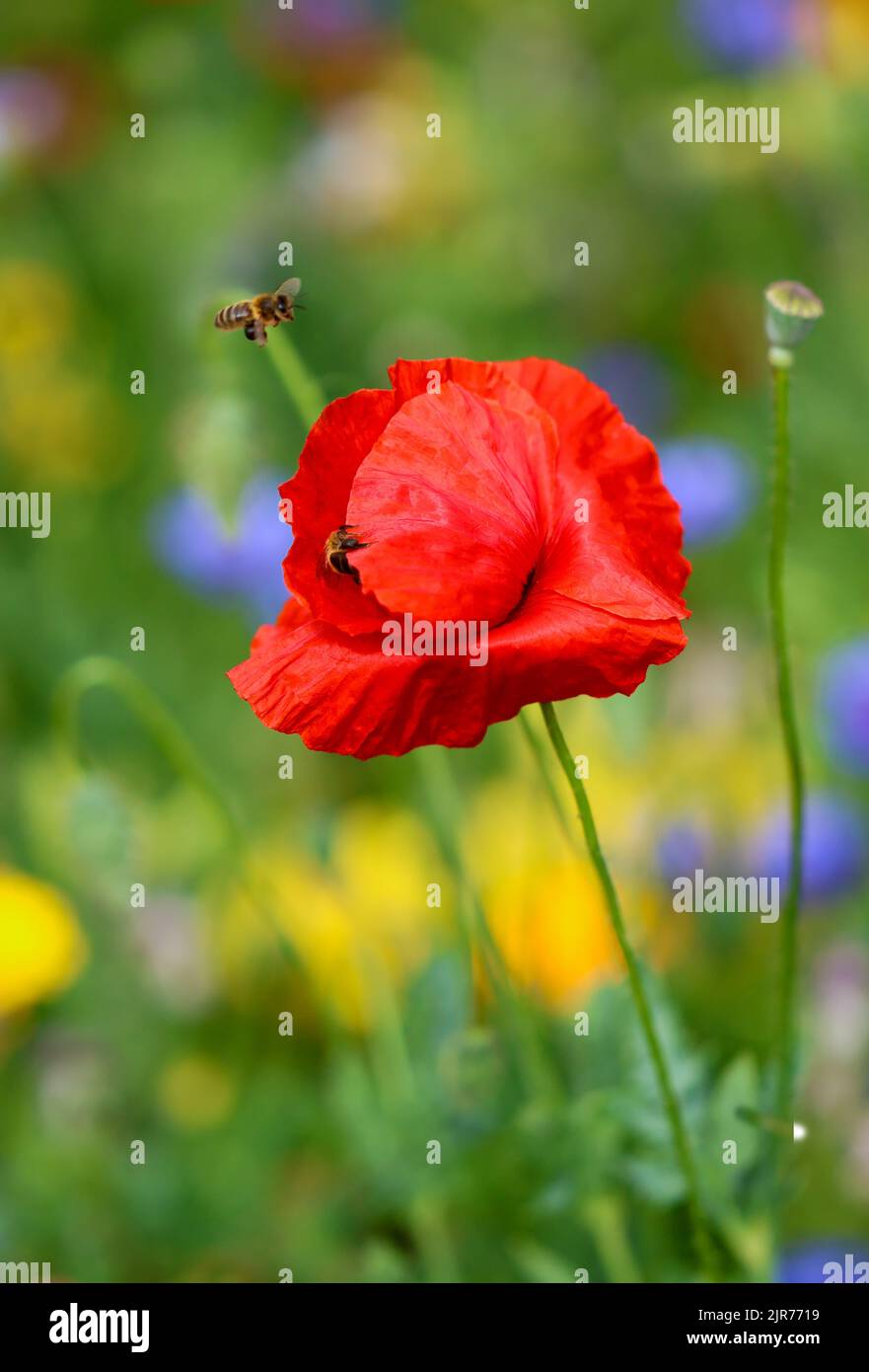 Red poppy flower "Papaver rhoeas" blowing in wind with wasps ...