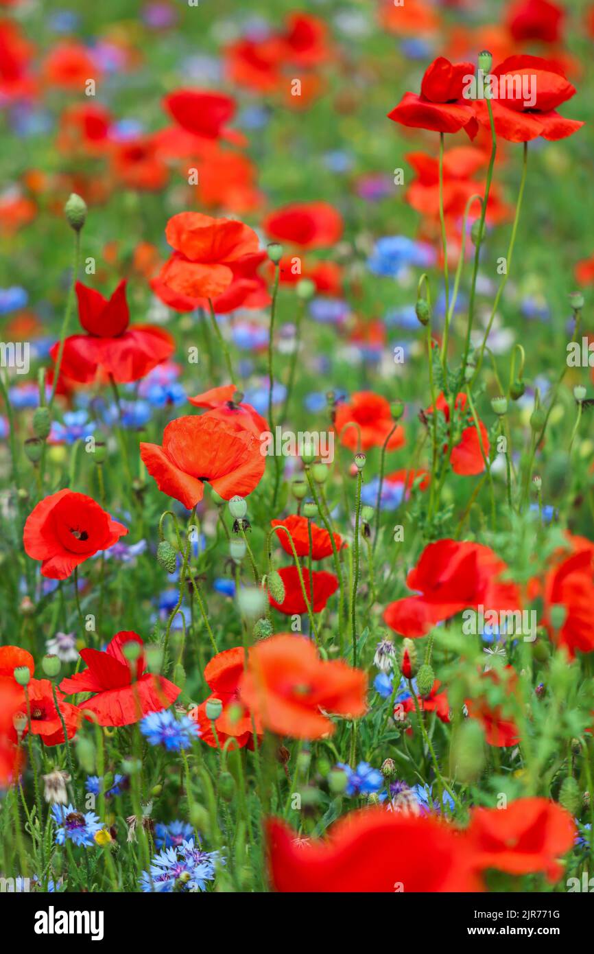 Field of red poppies "Papaver rhoeas". Bright red flowers, symbol of ...
