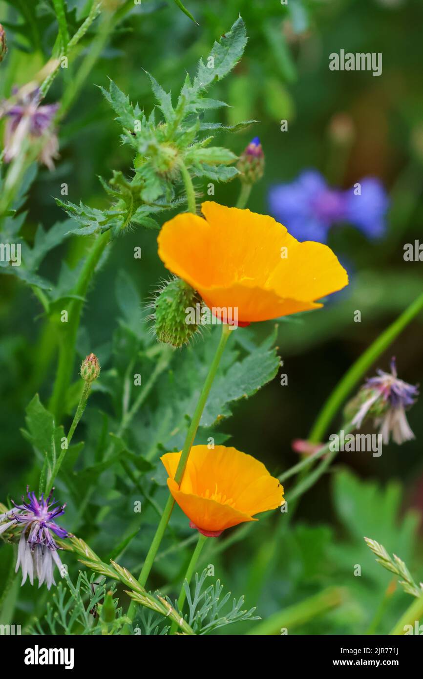 Californian poppies "Eschscholzia californica" flowering in summer ...