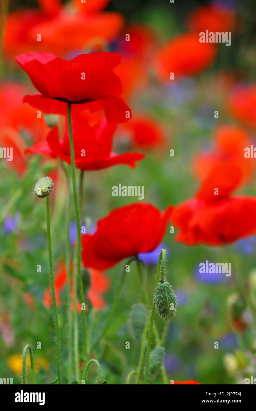Red poppies "Papaver rhoeas" blowing in wind. Blurred movement, shallow ...