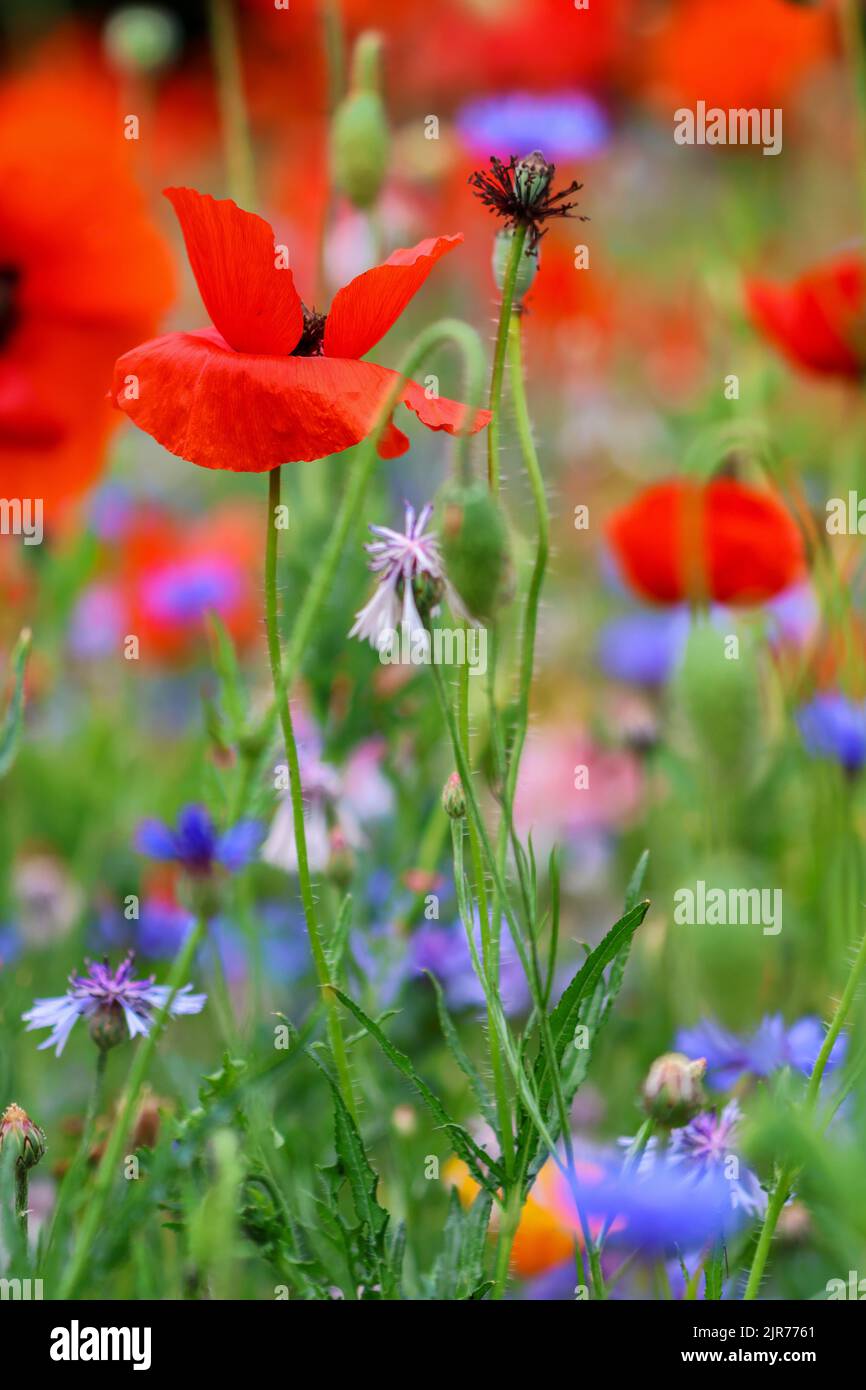 Red poppies "Papaver rhoeas" blowing in wind. Blurred movement, shallow ...