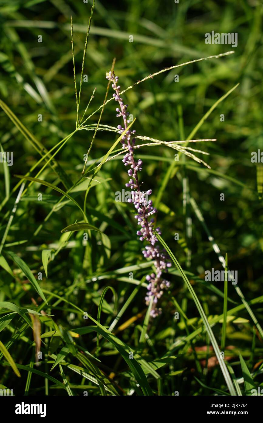 Lily turf root hi-res stock photography and images - Alamy