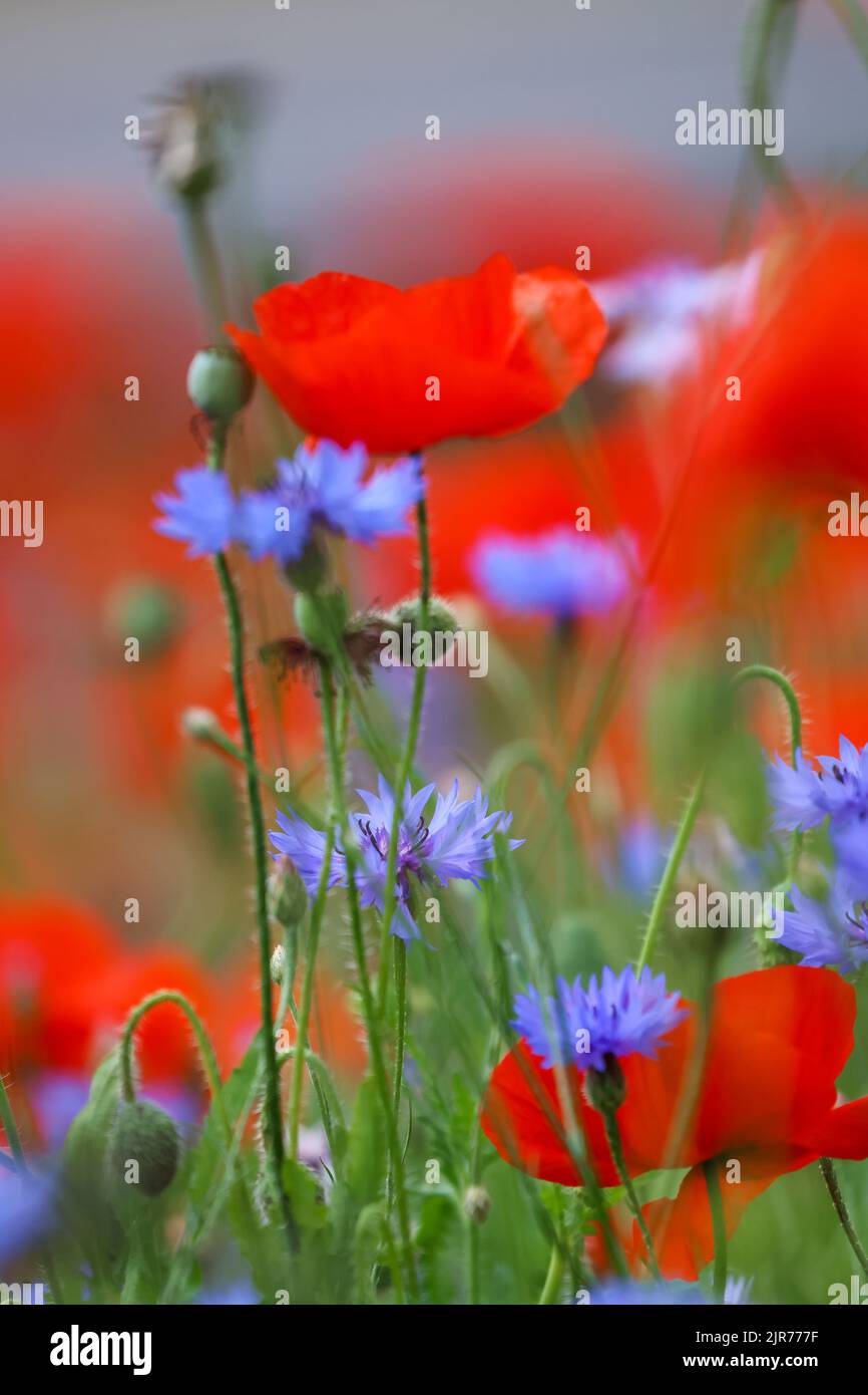 Red poppies "Papaver rhoeas" blowing in wind. Blurred movement, shallow ...