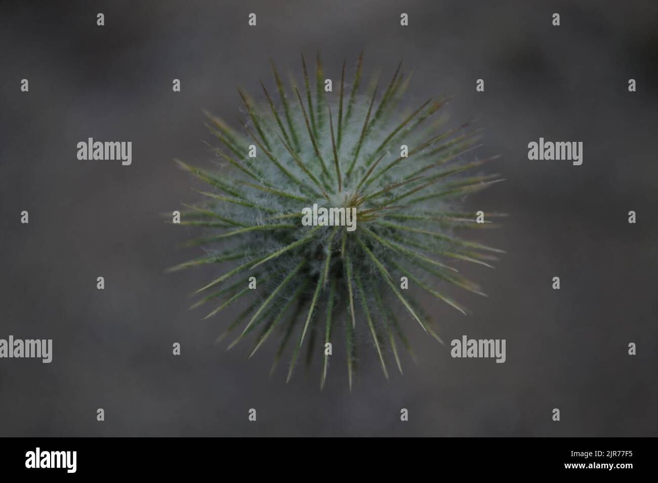 Prickly balls hi-res stock photography and images - Alamy