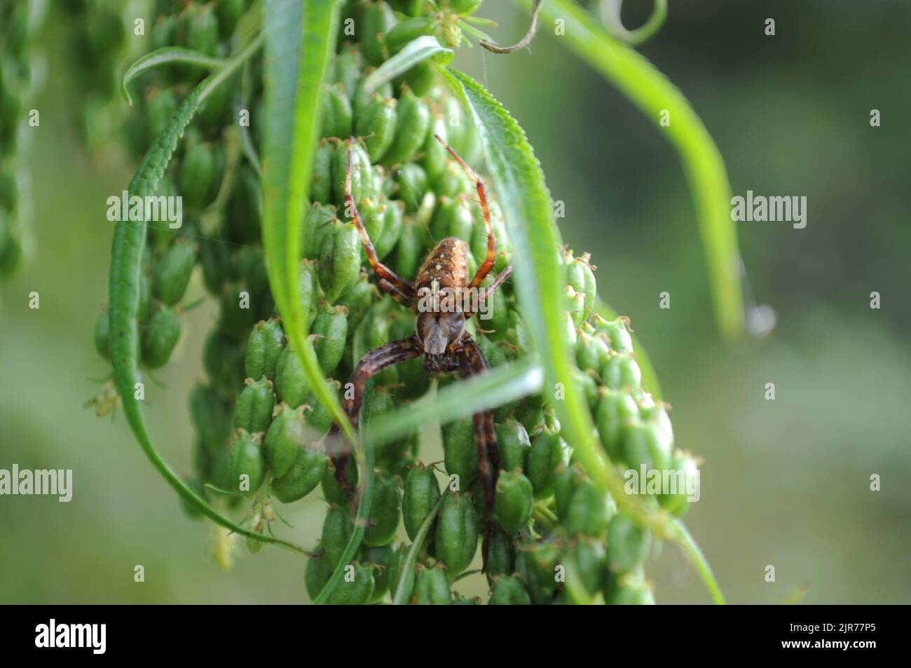 Aranaus diadematus hi-res stock photography and images - Alamy