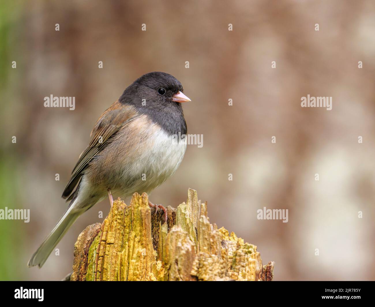 A Dark-eyed Junco (Junco hyemalis) perching on a broken tree stump ...