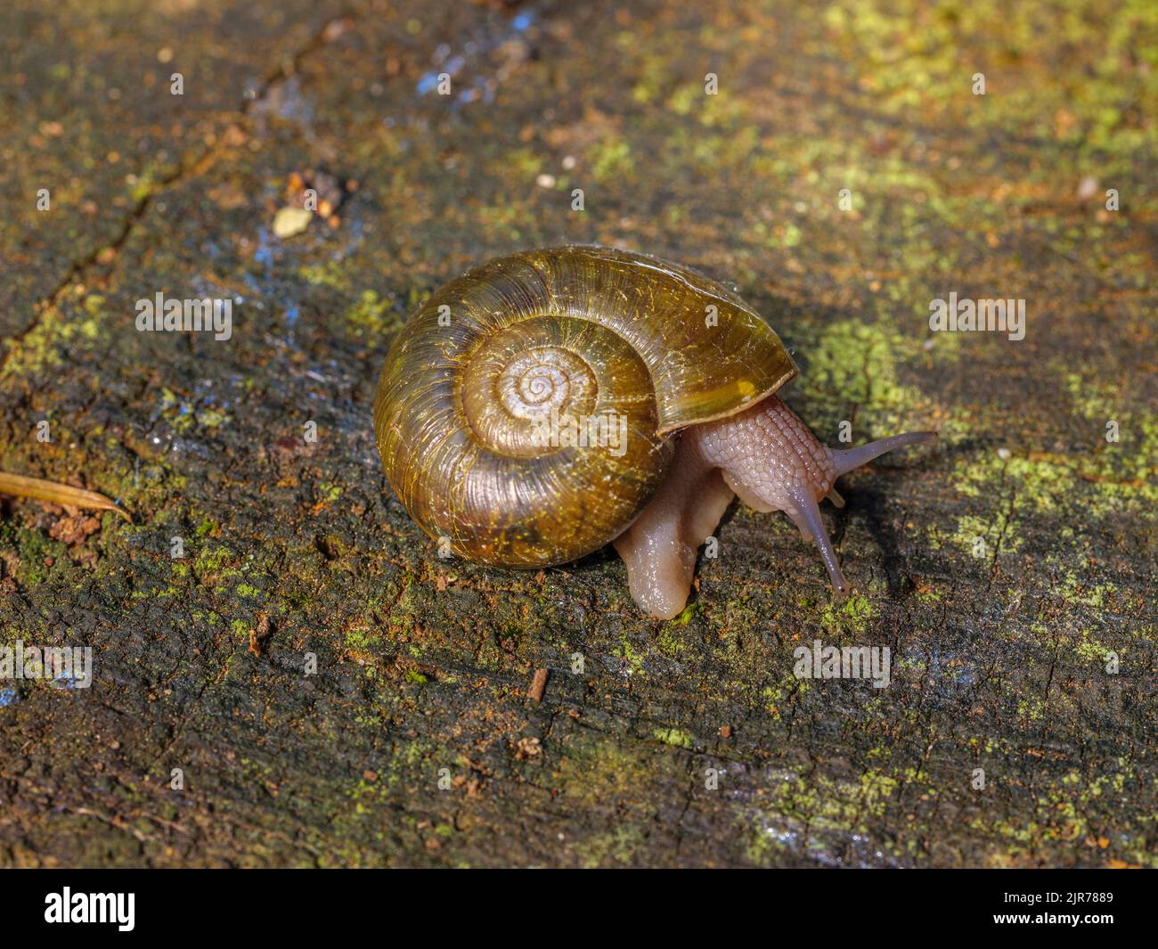 Robust spiral shell hi-res stock photography and images - Alamy