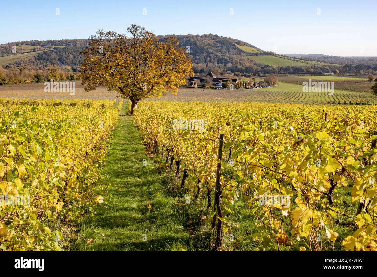 Isolated tree and rows of vines showing golden autumnal colours on a ...