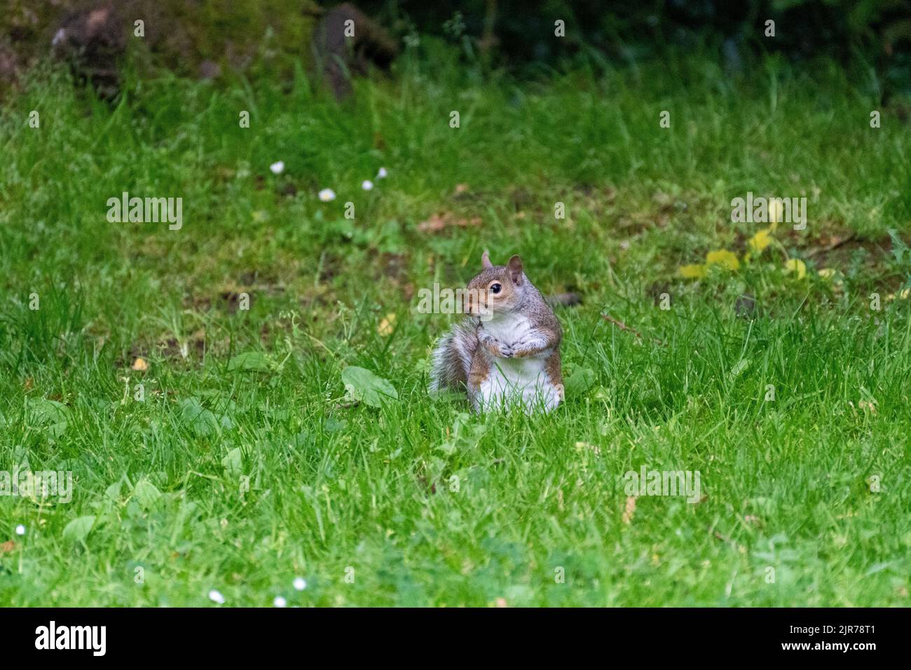 A grey squirrel standing next to a tree on a grassy area, taken in Bute ...