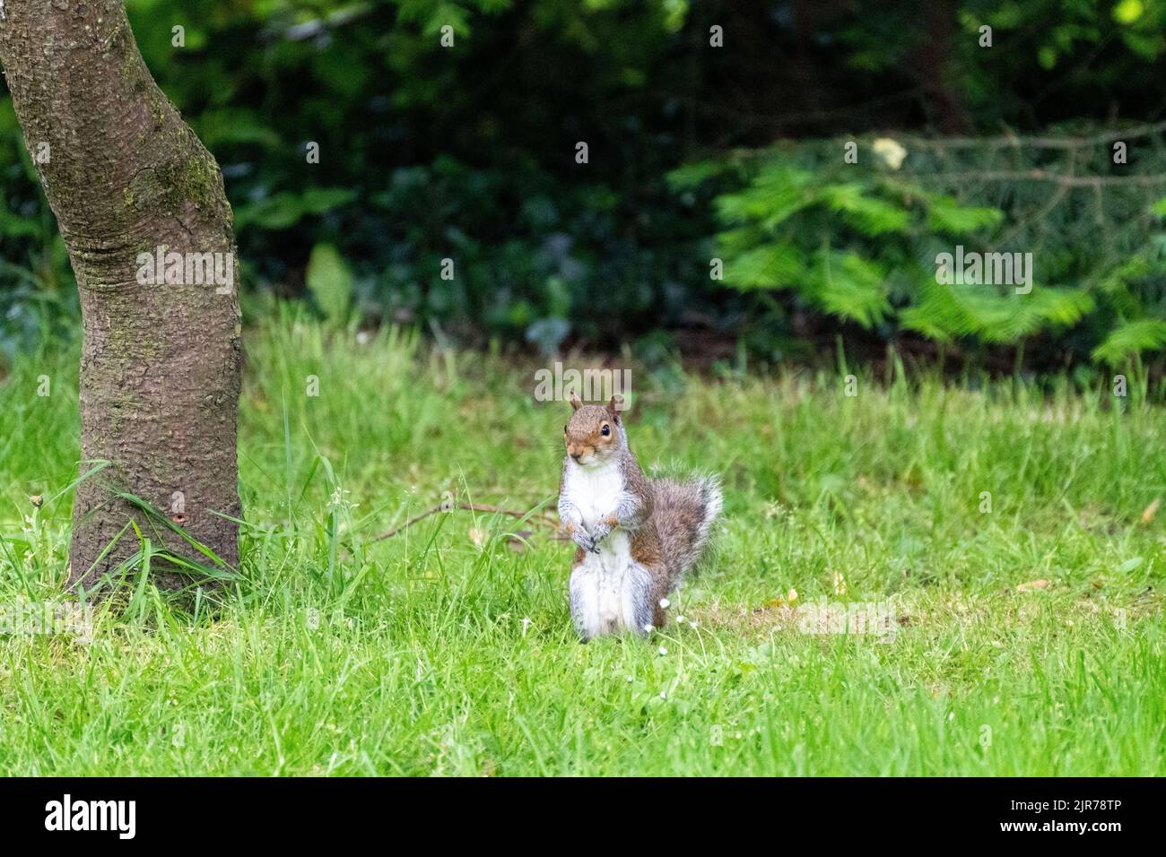 A grey squirrel standing next to a tree on a grassy area, taken in Bute ...