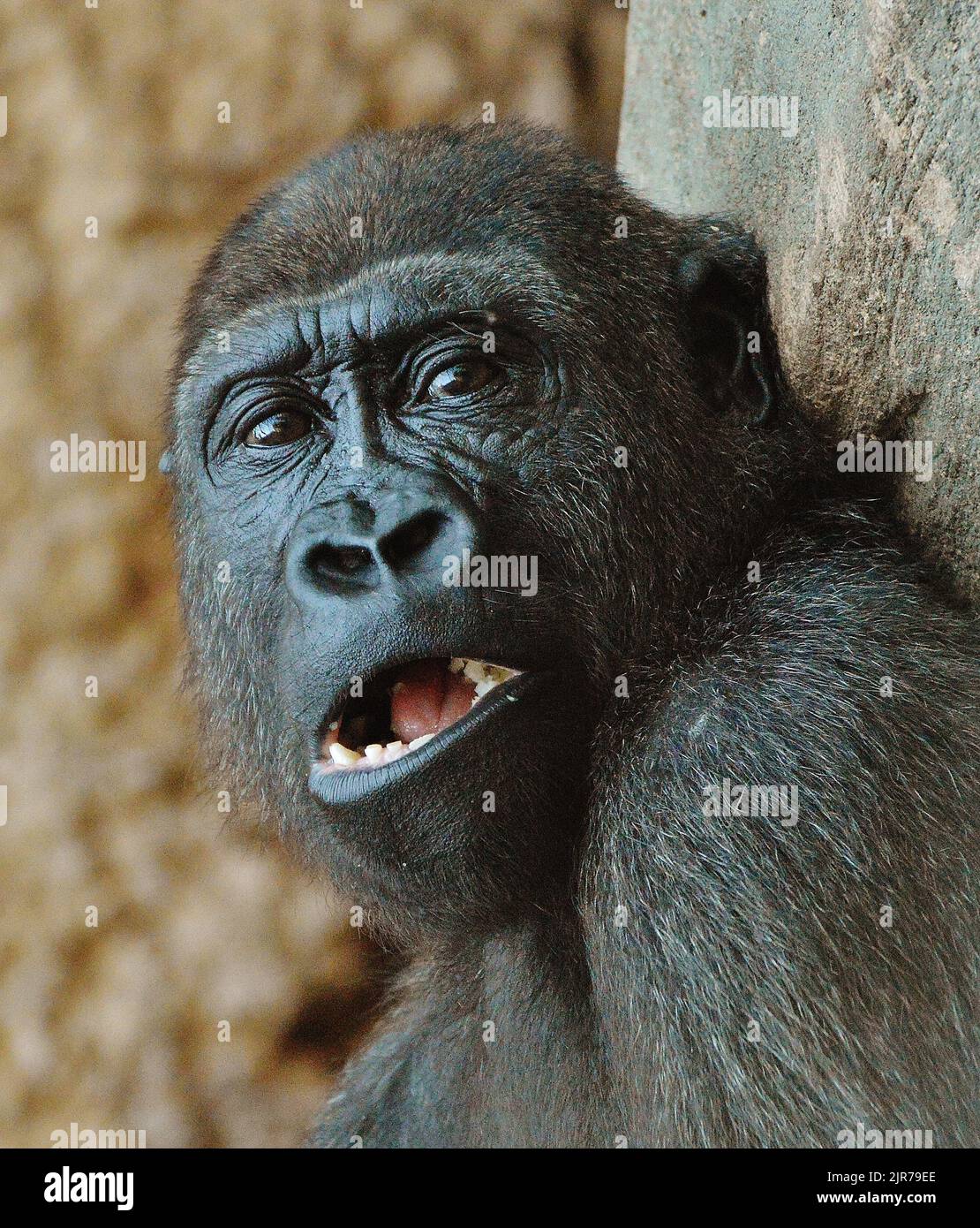 A closeup shot of the gorilla's head Stock Photo - Alamy