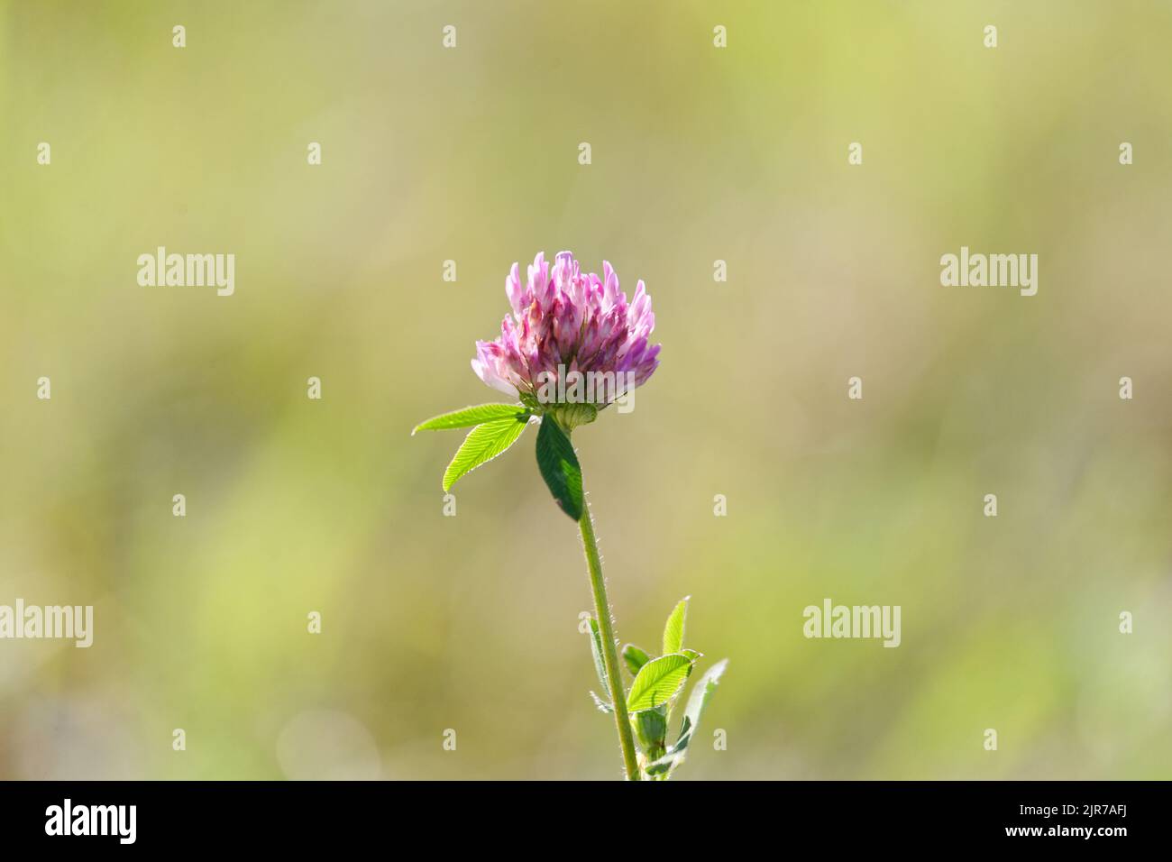 Red clover growing in a pasture. Quebec,Canada Stock Photo - Alamy