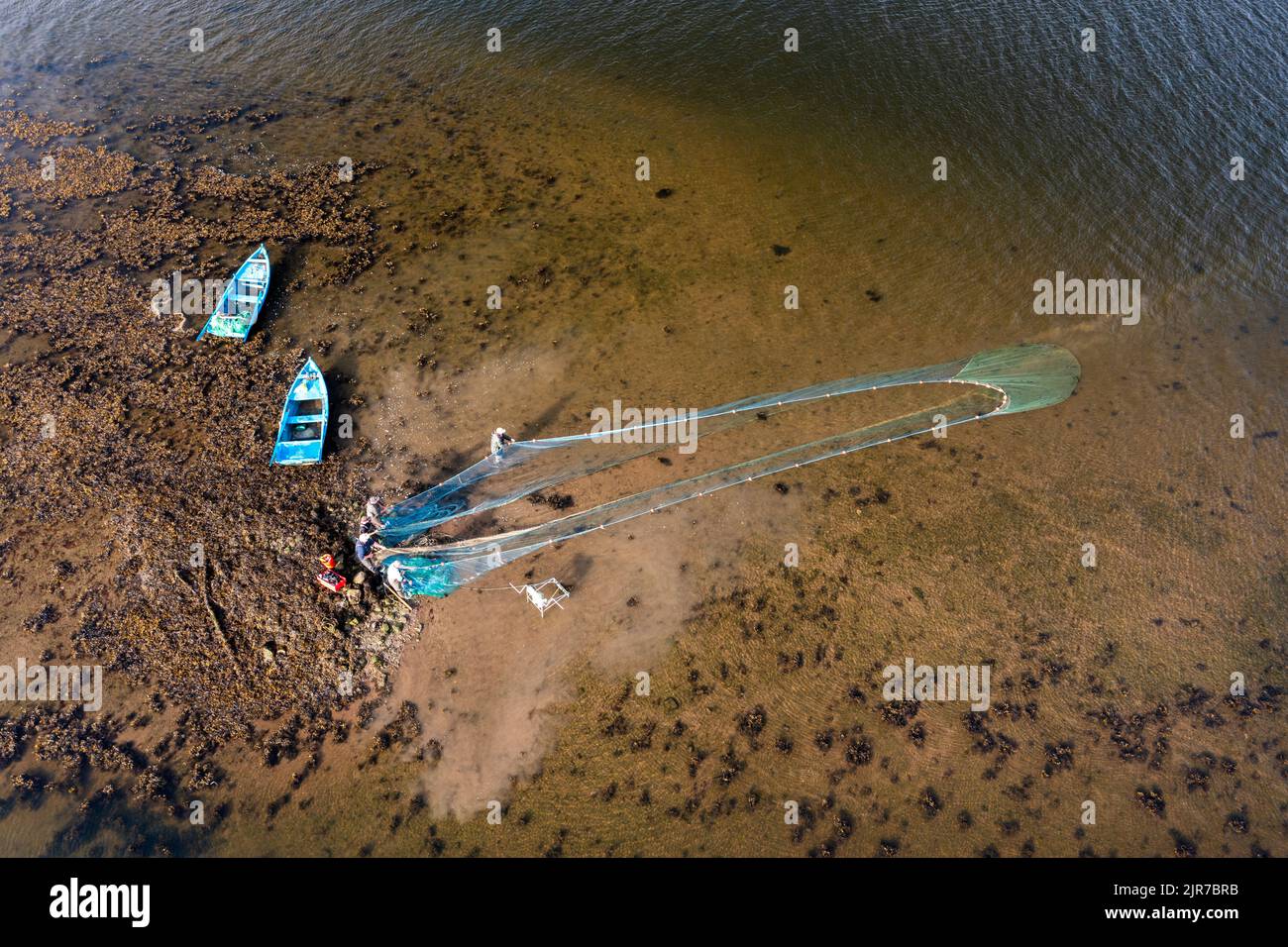 Traditional salmon fishing on the River Tweed at Gardo fishery, Berwick ...