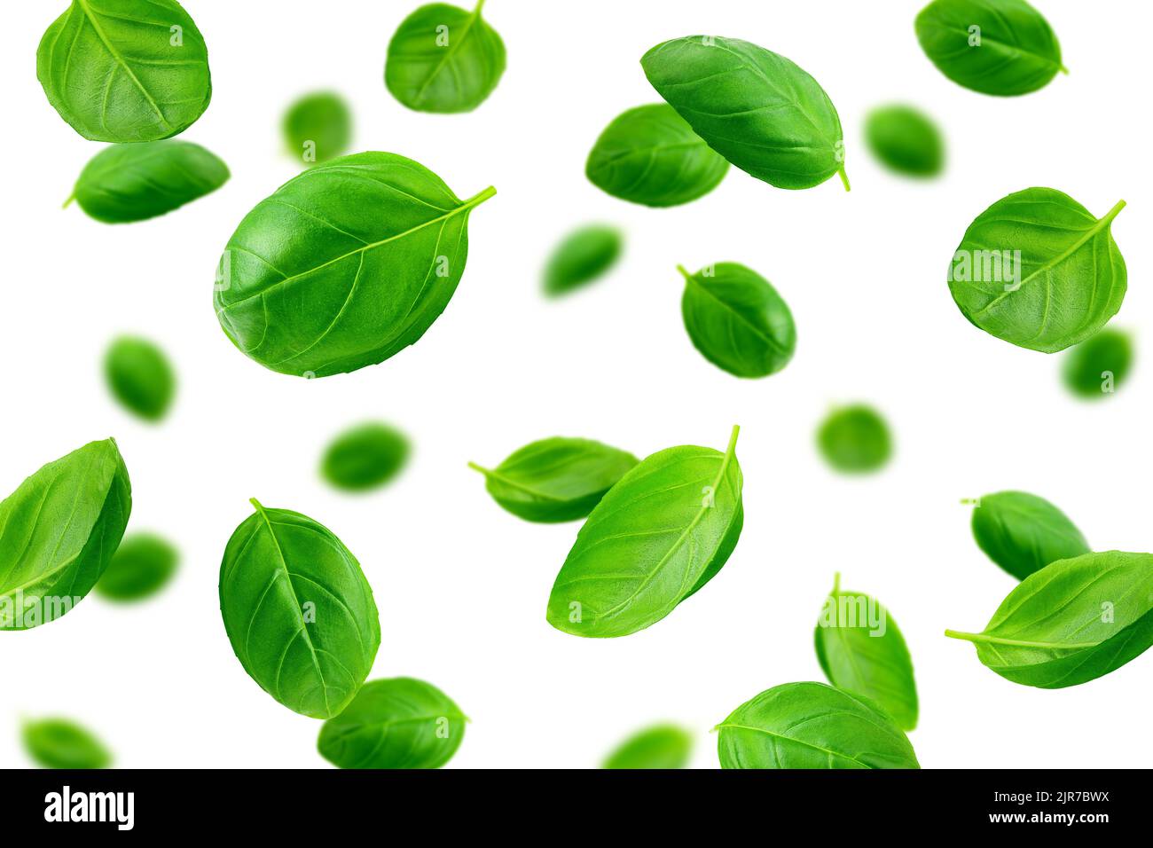 Falling basil, isolated on white background, selective focus Stock ...