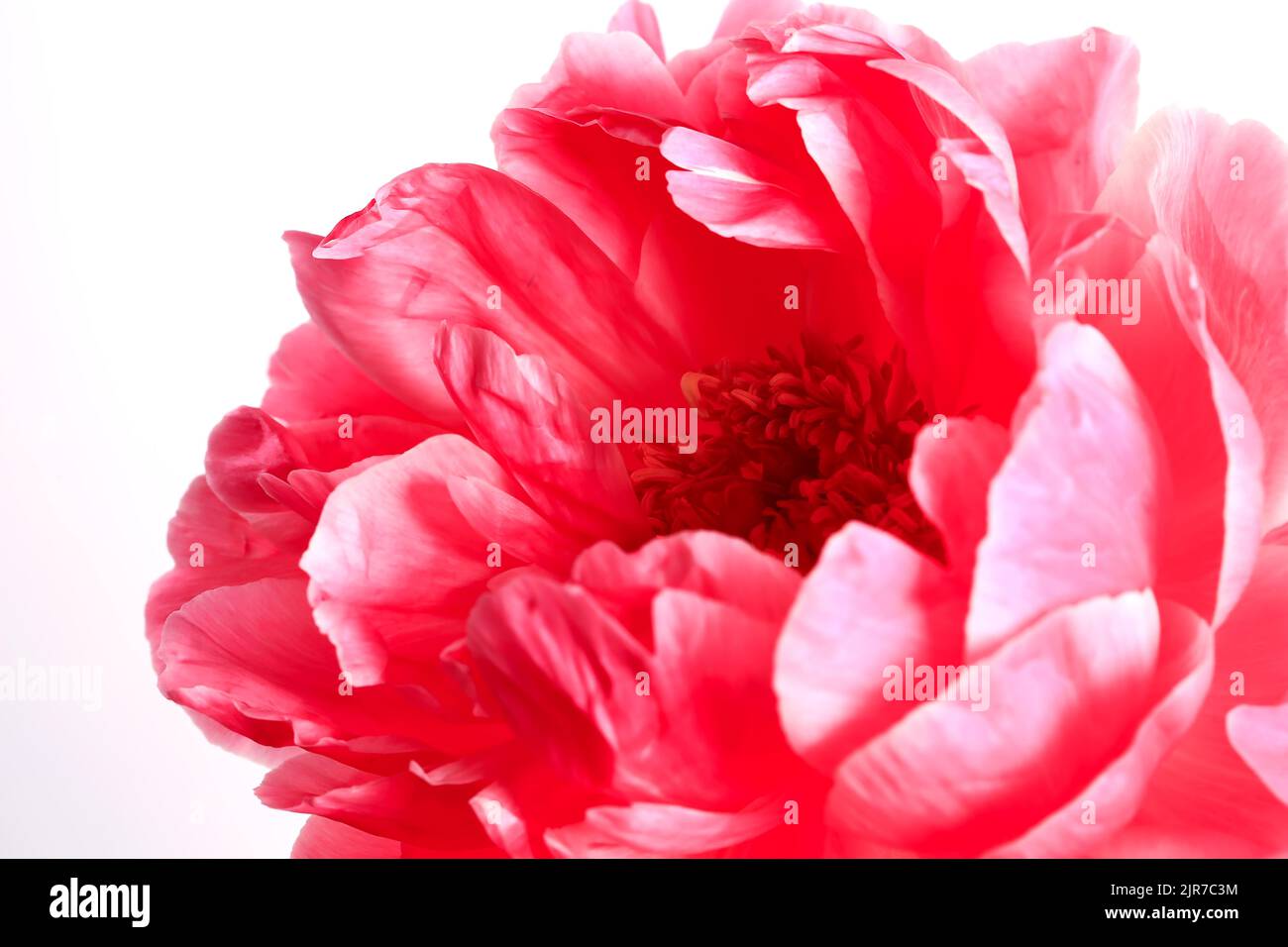 Single rose on a soft background hi-res stock photography and images ...