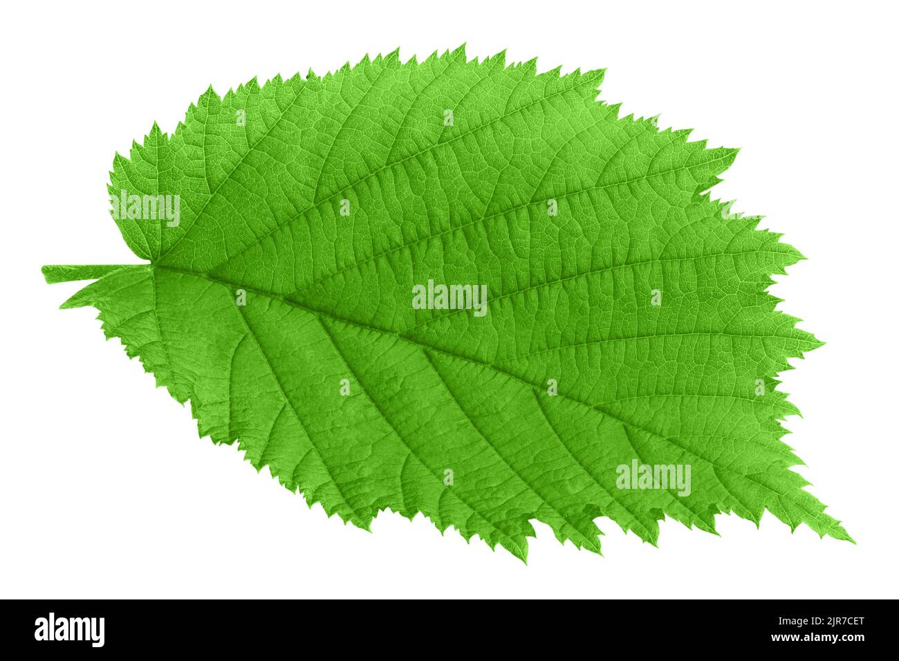 hazelnut leaf, isolated on white background, clipping path, full depth ...