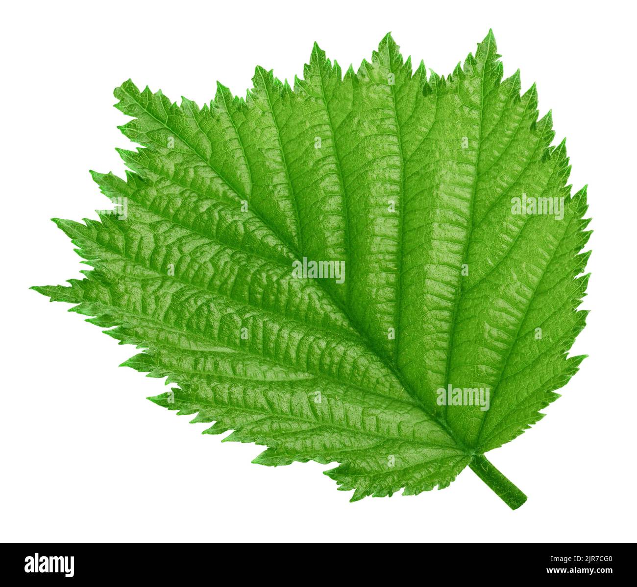 Hazelnut macro view hi-res stock photography and images - Alamy