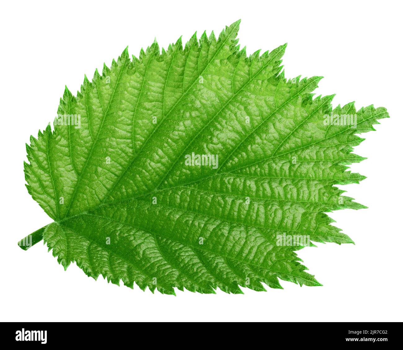 hazelnut leaf, isolated on white background, clipping path, full depth ...