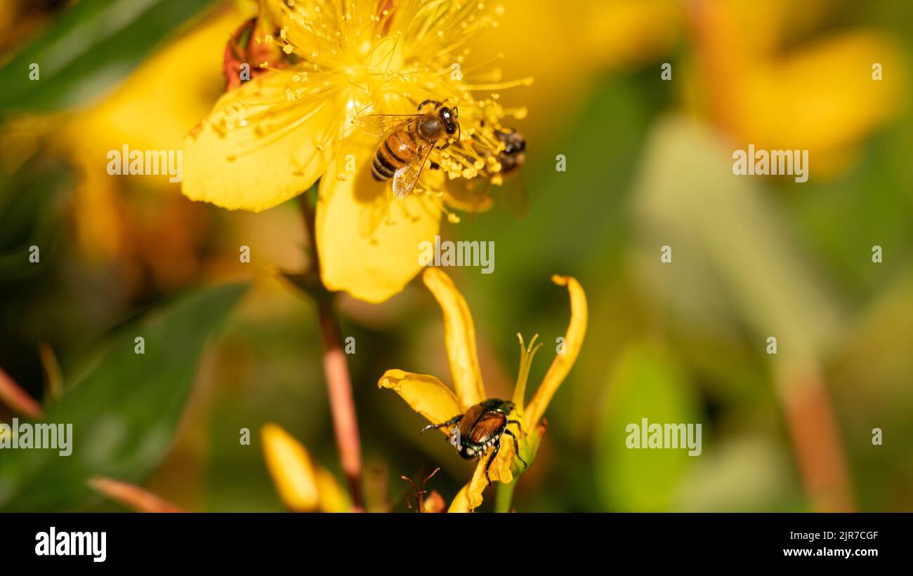 Bee beetles hi-res stock photography and images - Alamy