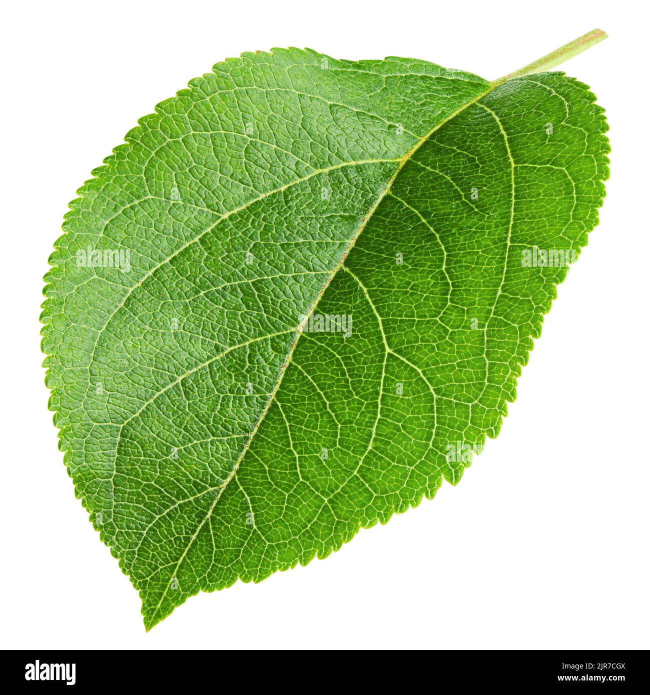 apple leaf, isolated on white background, clipping path, full depth of ...