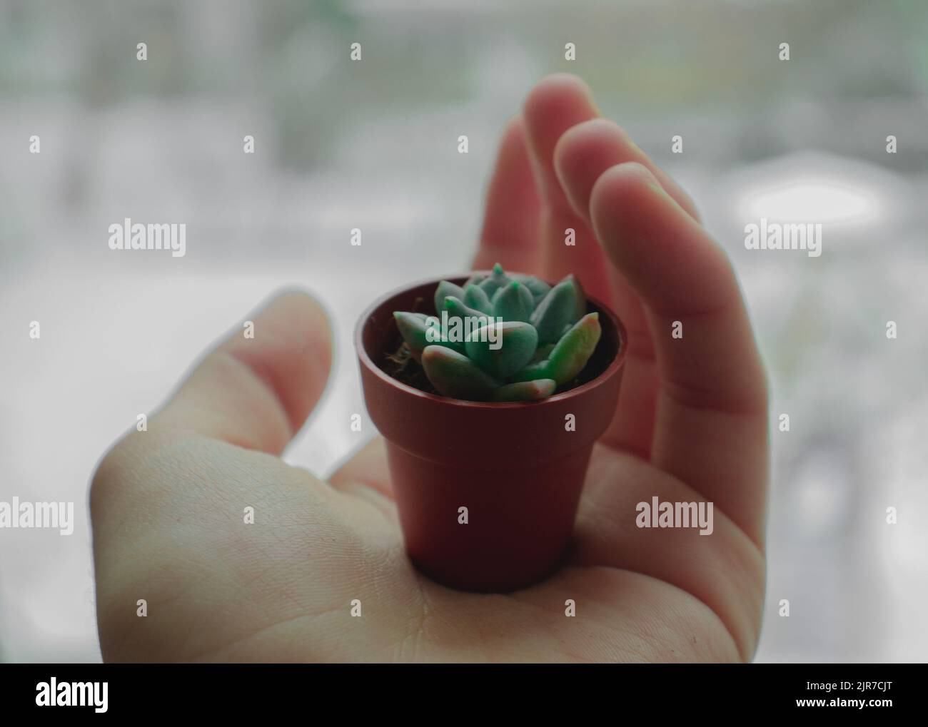 Female holding mini cactus hi-res stock photography and images - Alamy