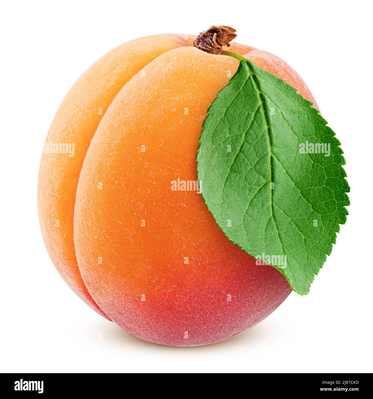apricot isolated on white background, clipping path, full depth of ...