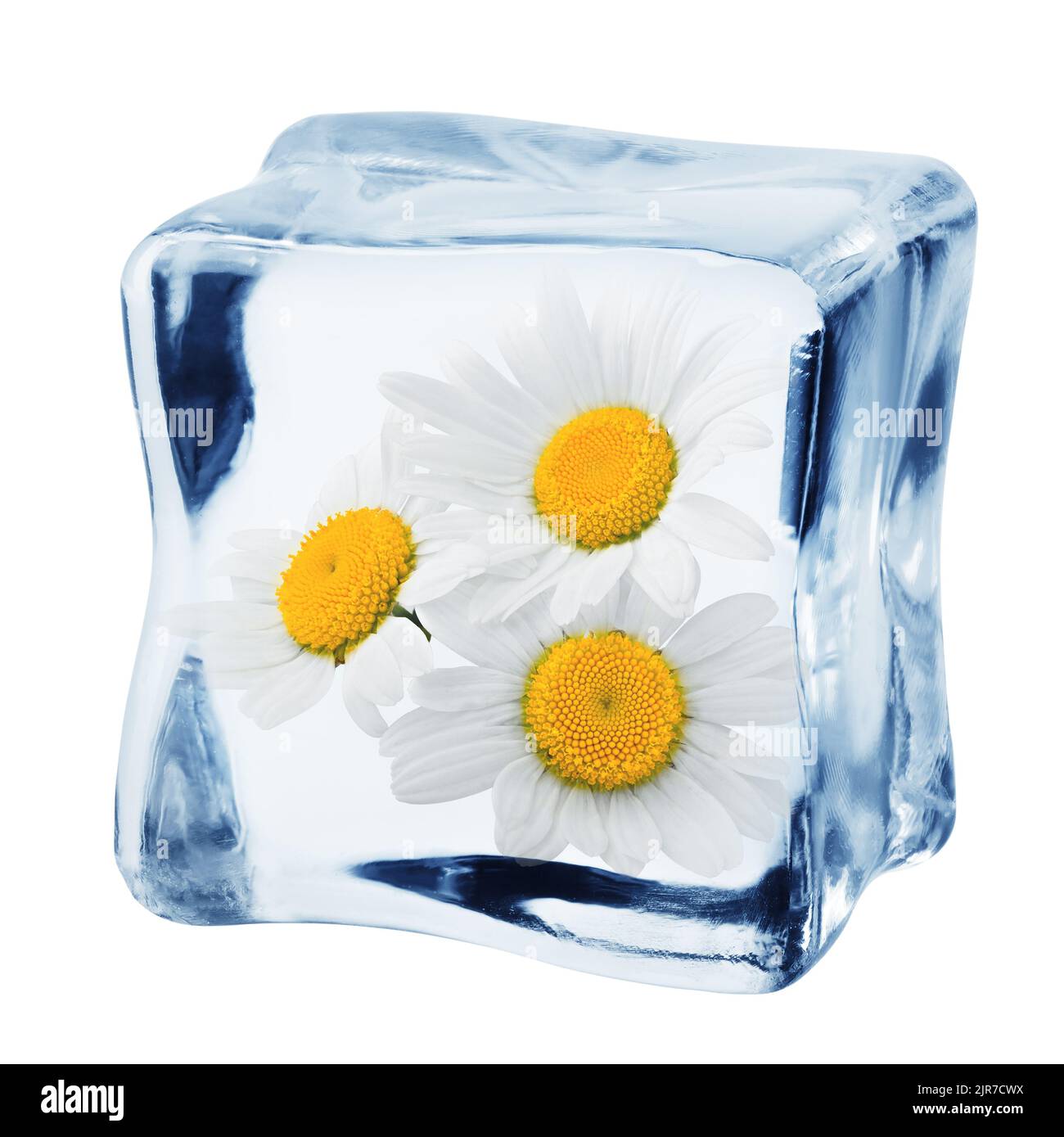 chamomile in ice cube, isolated on white background, clipping path, full depth of field Stock ...